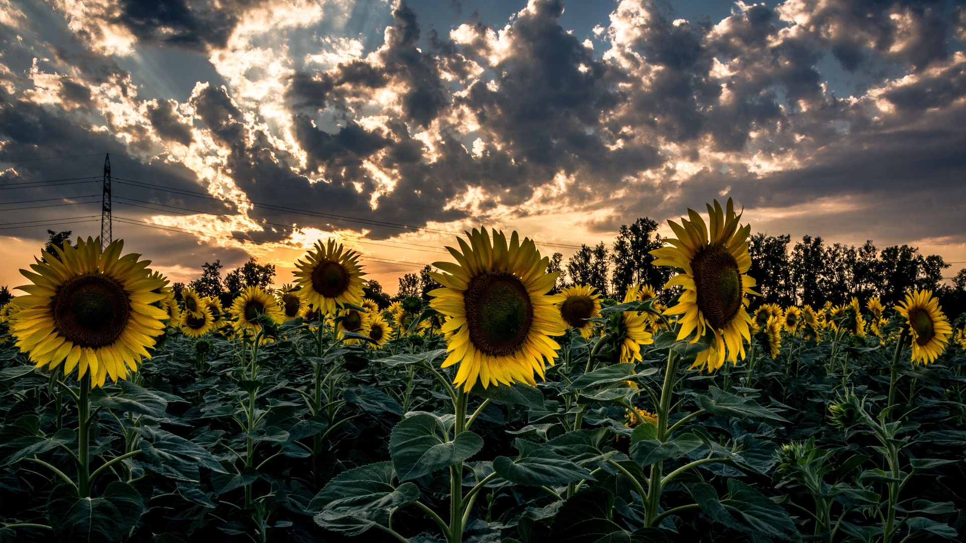 Sunflower PC Wallpapers - Wallpaper Cave