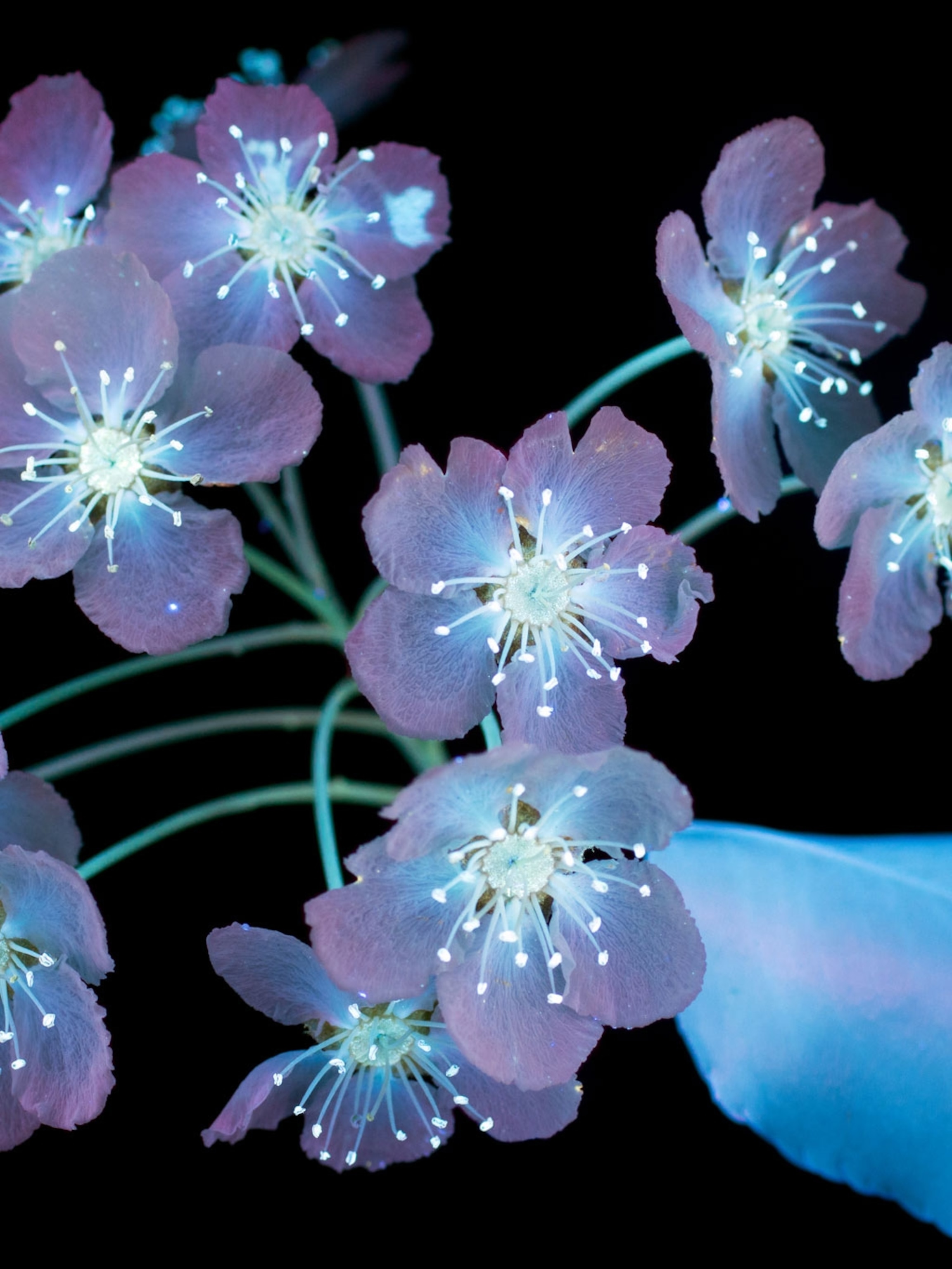 Glowing Flowers Wallpapers - Wallpaper Cave