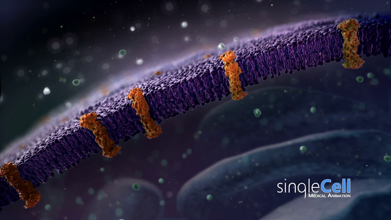 Cell Membrane Wallpapers - Wallpaper Cave