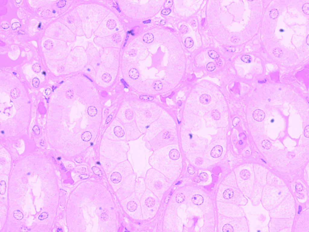 Cell Membrane Wallpapers - Wallpaper Cave