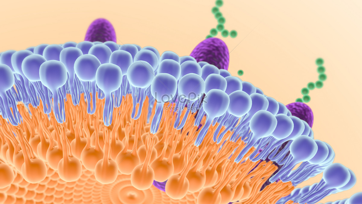 Cell Membrane Wallpapers - Wallpaper Cave