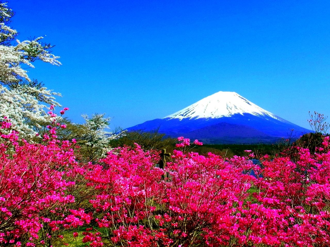 Spring Japan Desktop Wallpapers - Wallpaper Cave