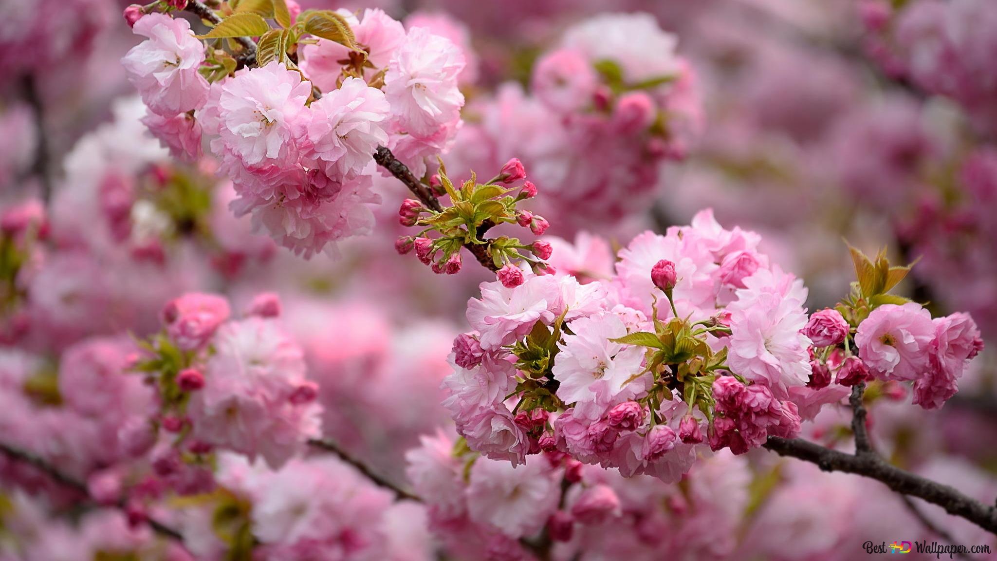 Spring Japan Desktop Wallpapers - Wallpaper Cave