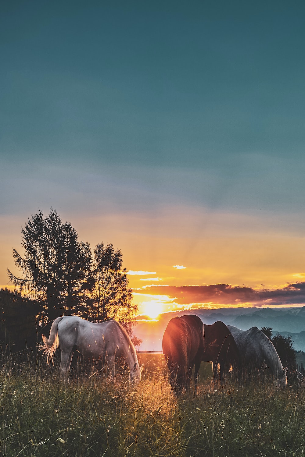 Sunset With Horses Wallpapers - Wallpaper Cave