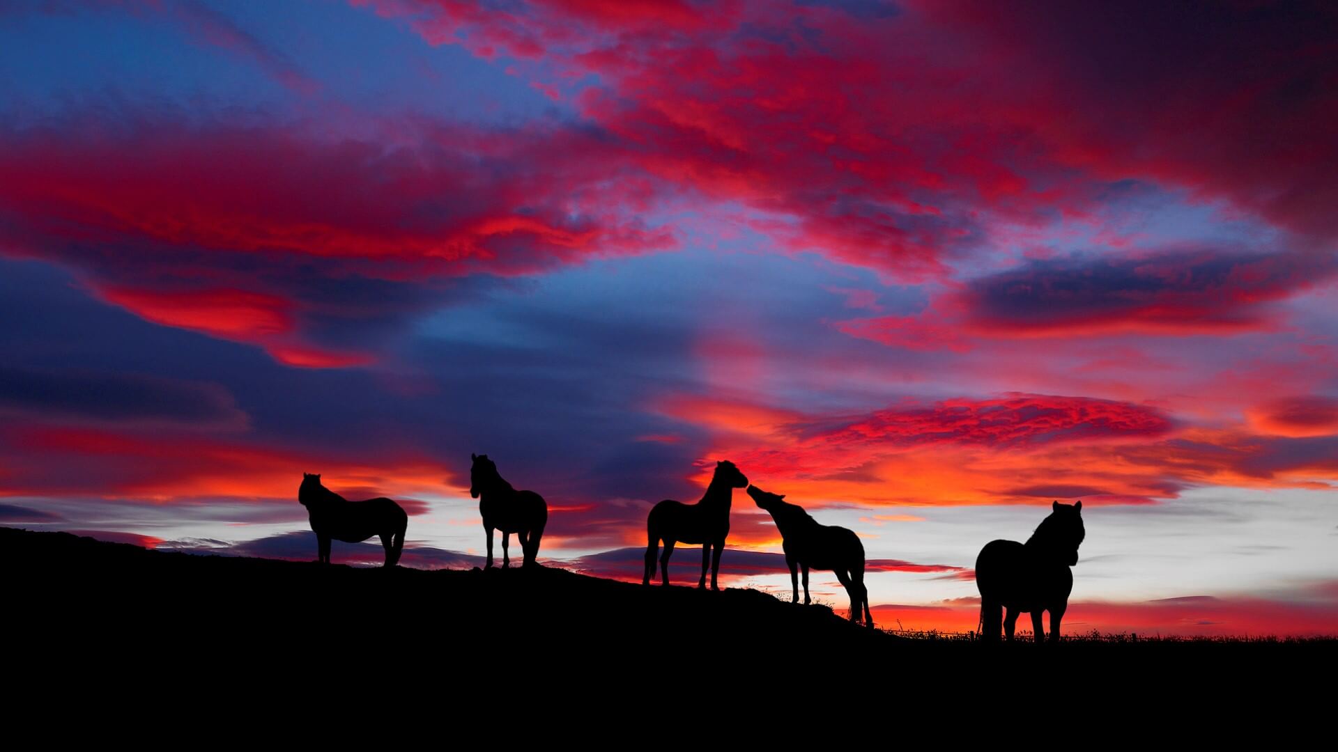 Sunset With Horses Wallpapers - Wallpaper Cave