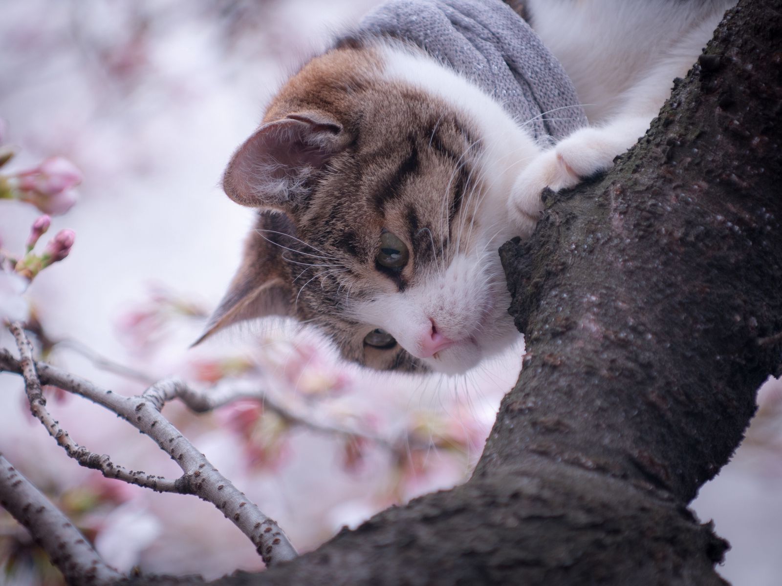 Cute Cat Spring Wallpapers - Wallpaper Cave