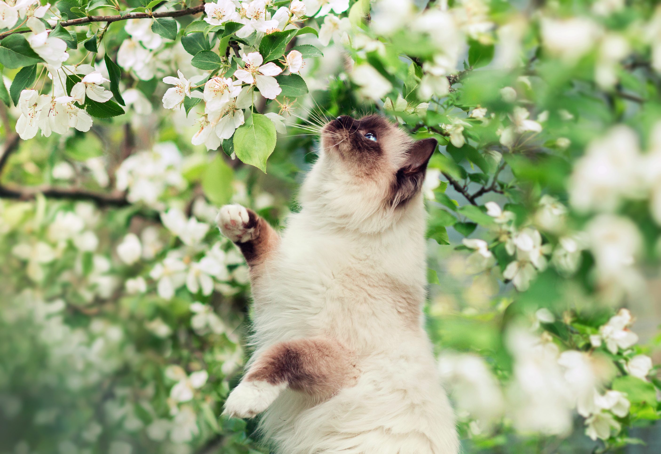 Cute Cat Spring Wallpapers - Wallpaper Cave