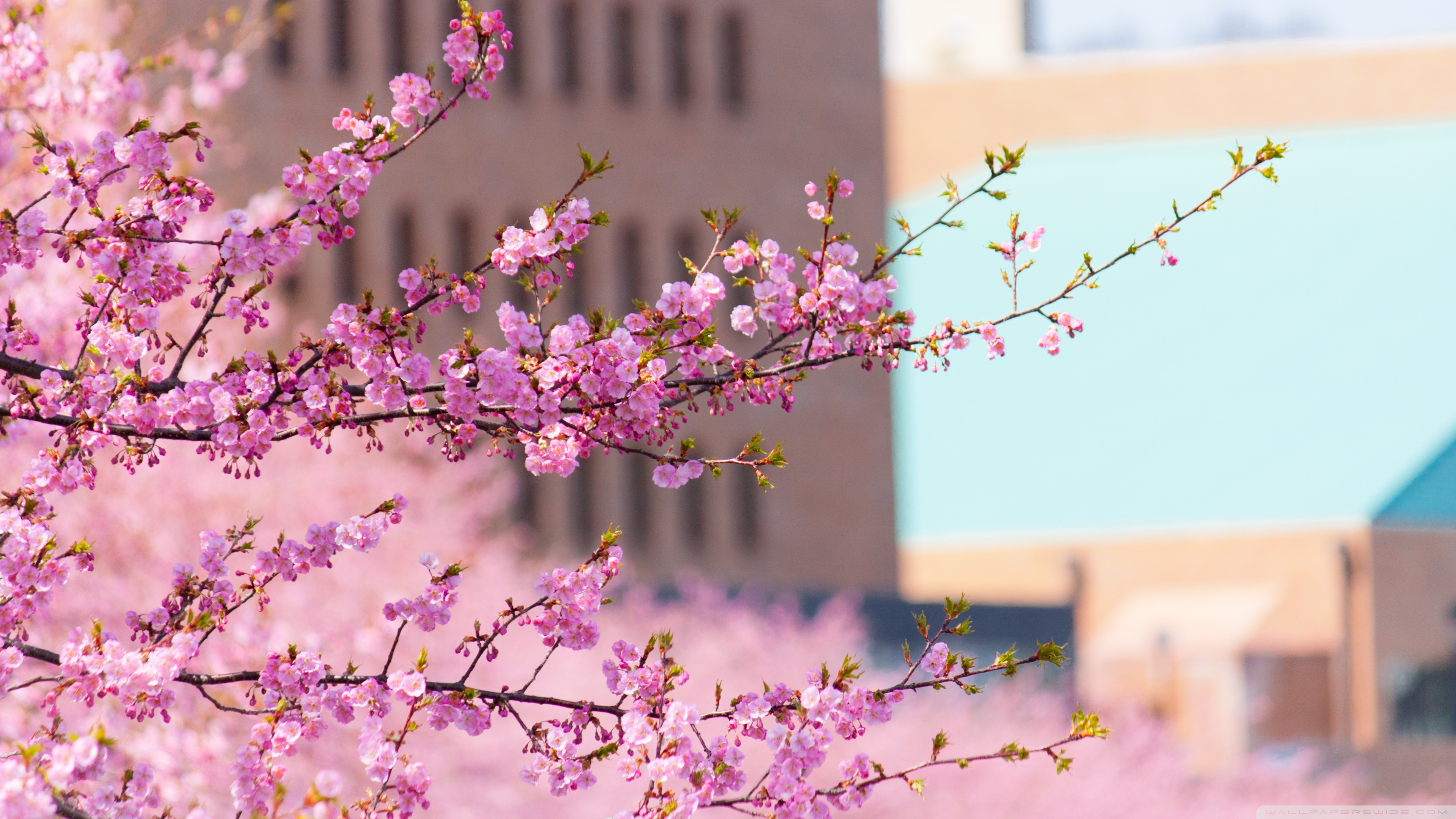 Urban Spring Wallpapers - Wallpaper Cave