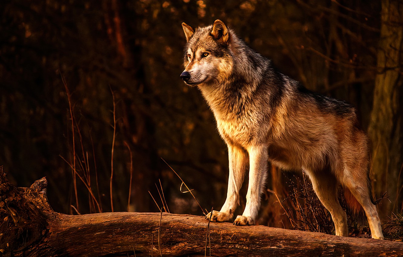 Forest Wolf Wallpapers - Wallpaper Cave