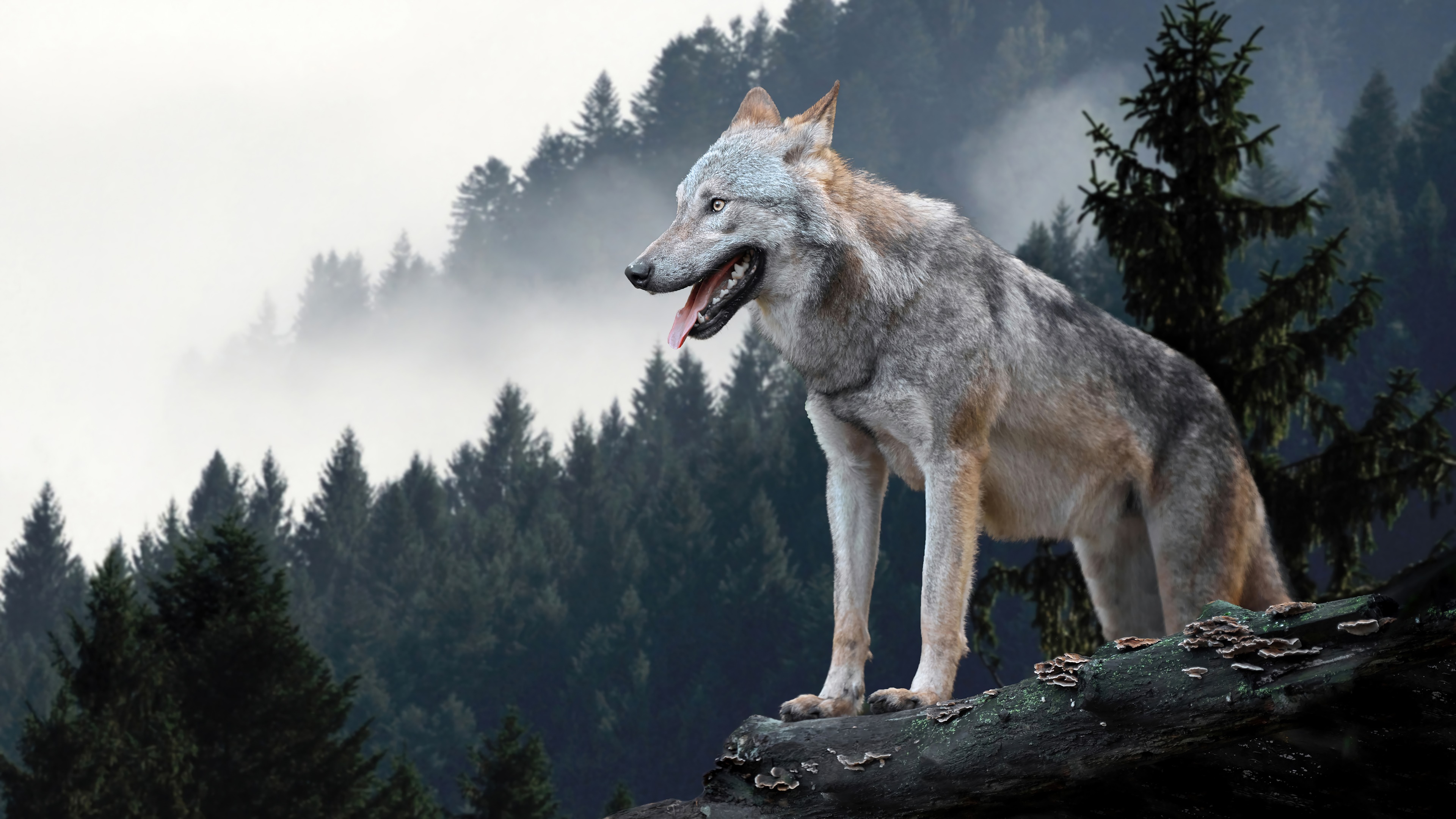 Forest Wolf Wallpapers - Wallpaper Cave