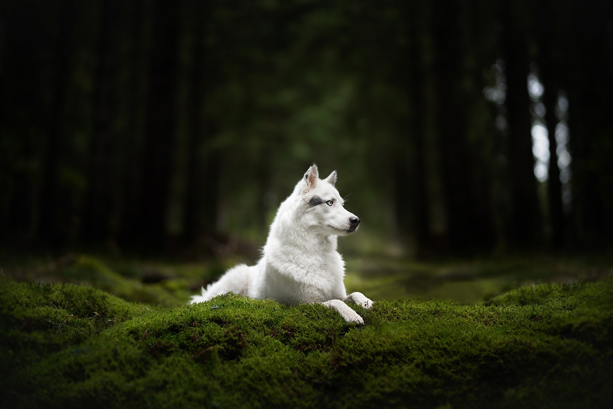 Forest Wolf Wallpapers - Wallpaper Cave
