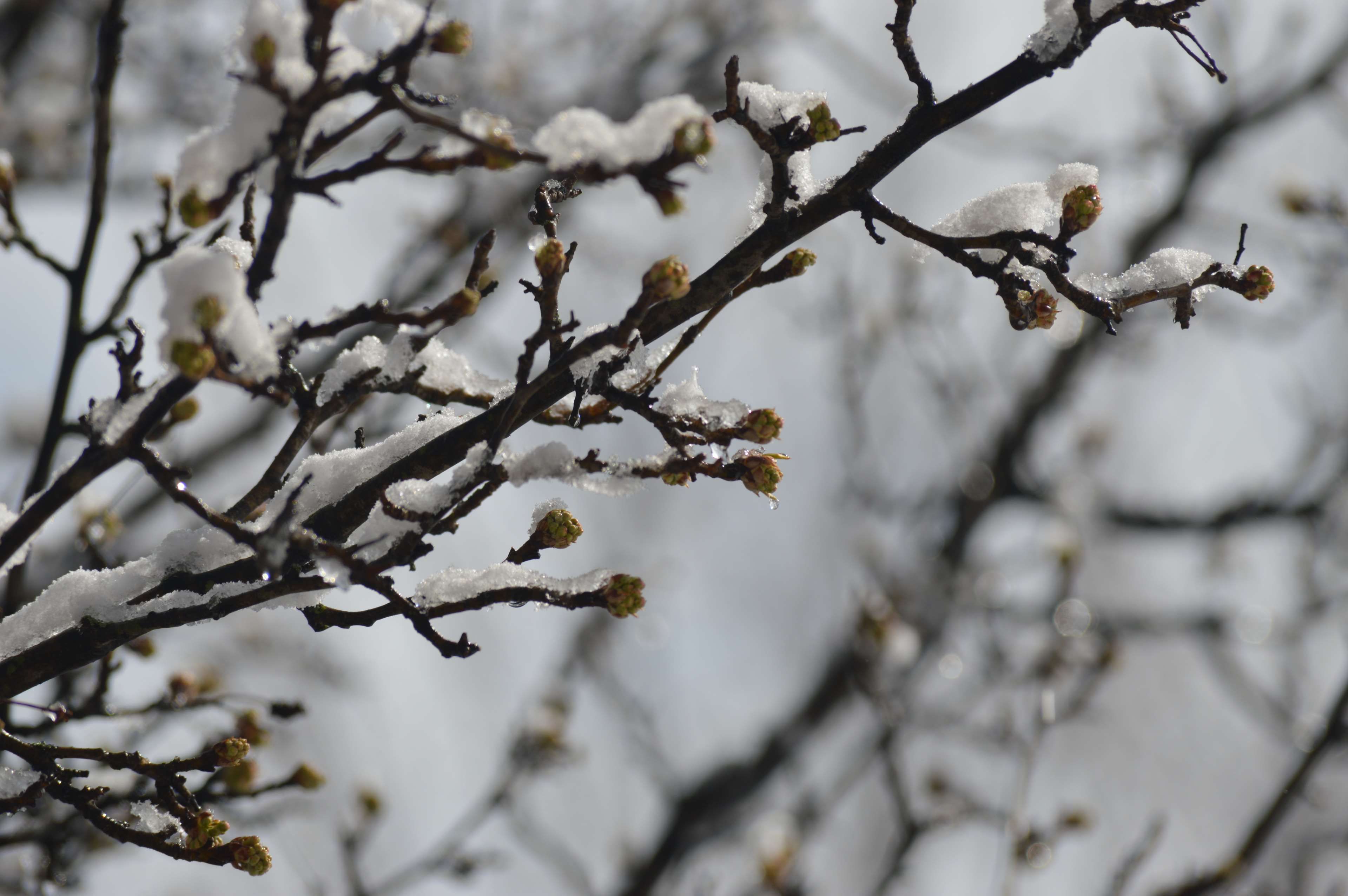 Spring Melting Wallpapers - Wallpaper Cave