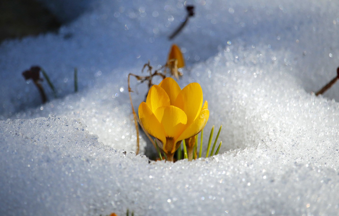 Spring Melting Wallpapers - Wallpaper Cave