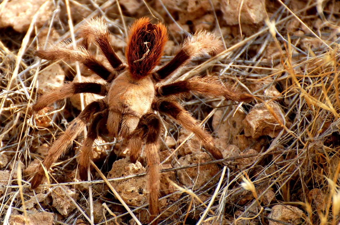 Arizona Blonde Tarantula Wallpapers - Wallpaper Cave