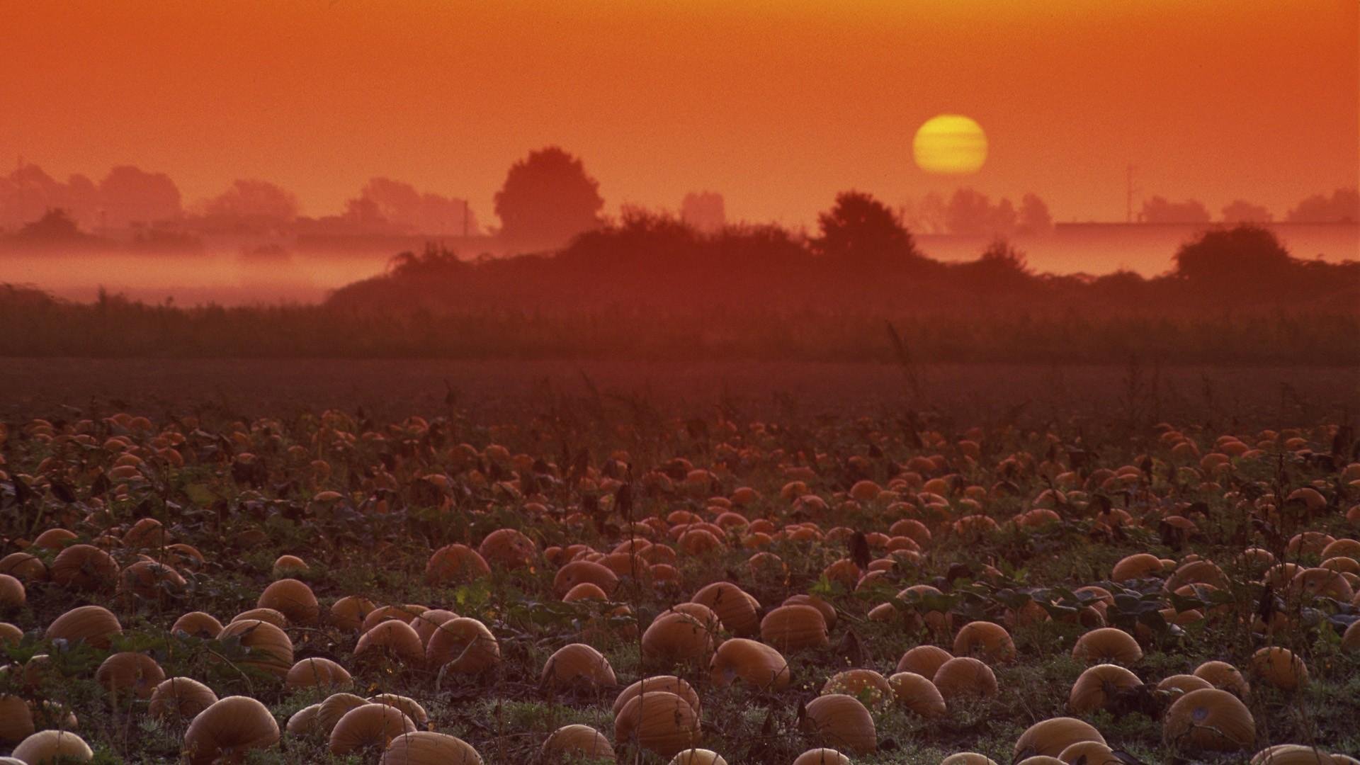Autumn Pumpkin Field Desktop Wallpapers - Wallpaper Cave