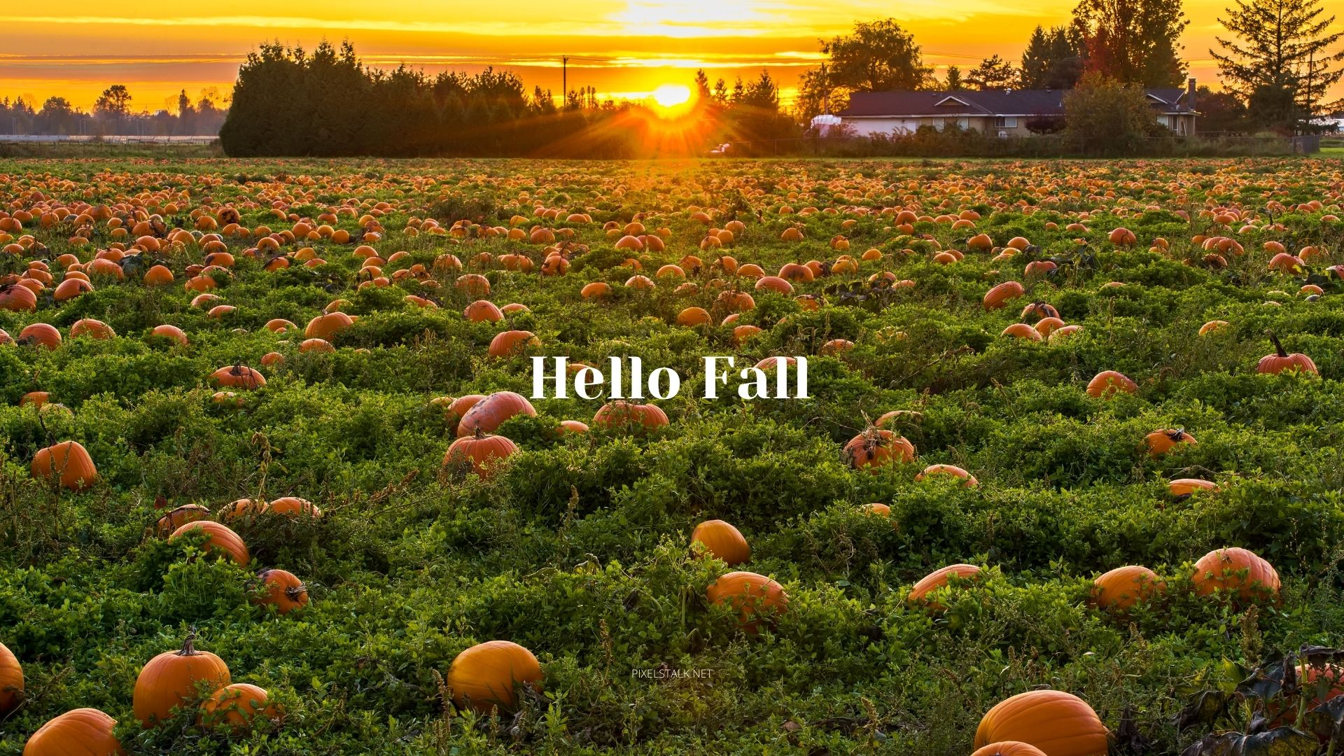 Autumn Pumpkin Field Desktop Wallpapers - Wallpaper Cave