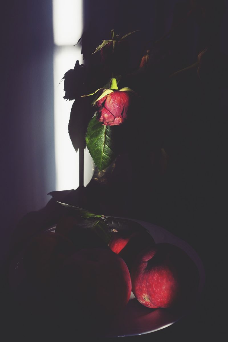 Dying Flower Wallpapers - Wallpaper Cave