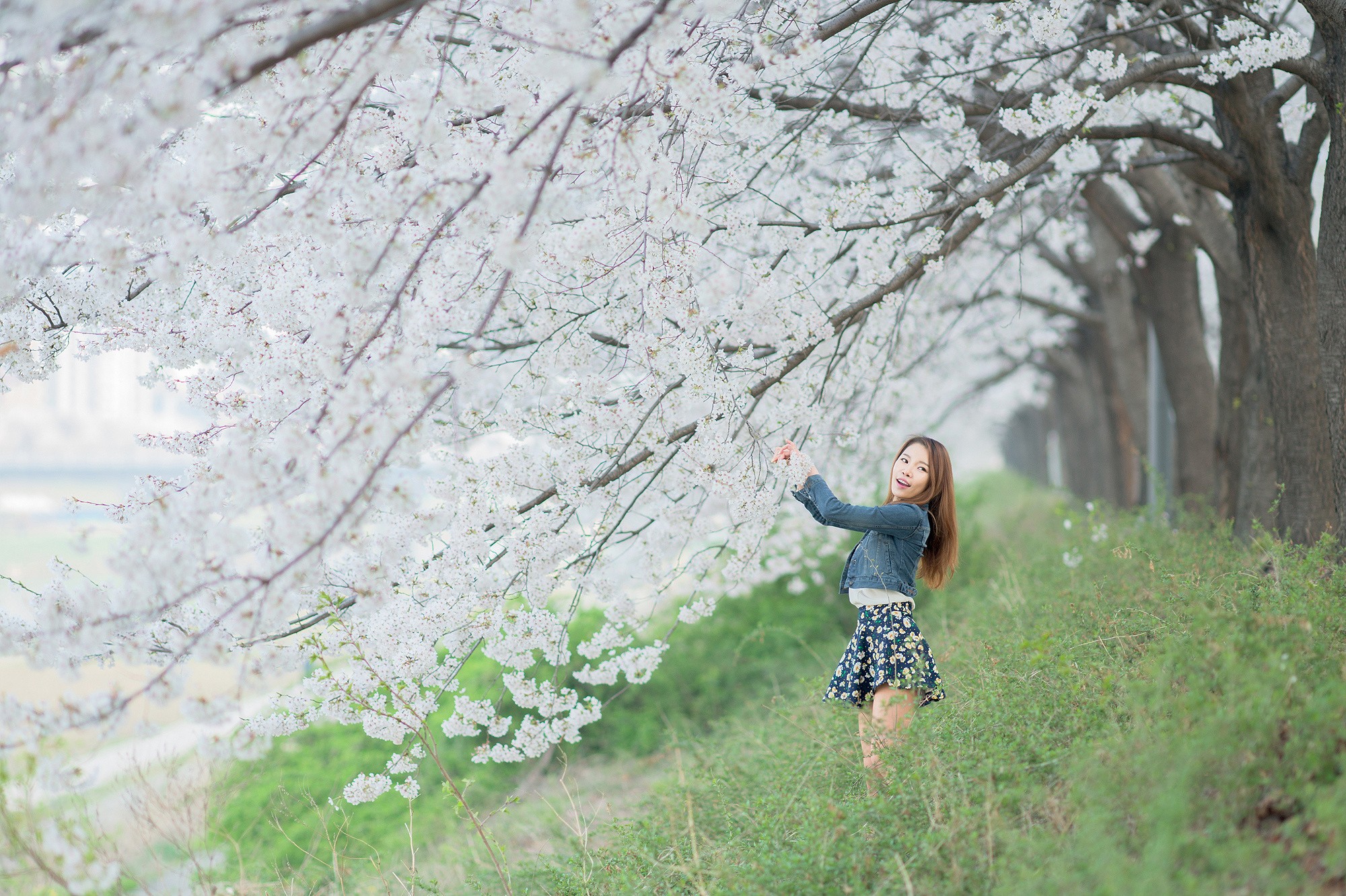 Asian Spring Wallpapers - Wallpaper Cave