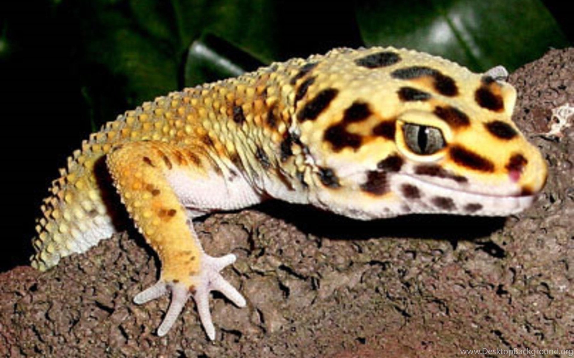 All Colors Of Leopard Geckos Wallpapers - Wallpaper Cave