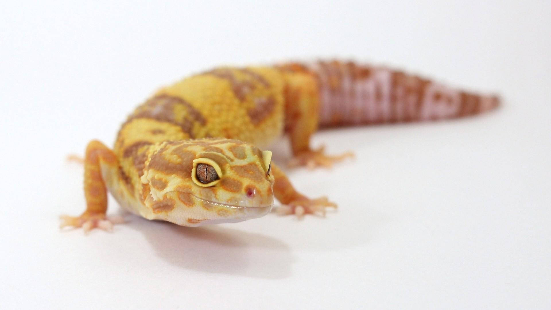 All Colors Of Leopard Geckos Wallpapers - Wallpaper Cave
