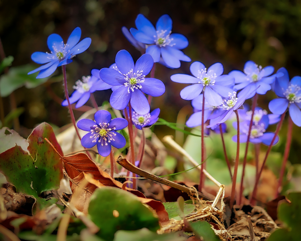 Spring 1280x1024 Wallpapers - Wallpaper Cave