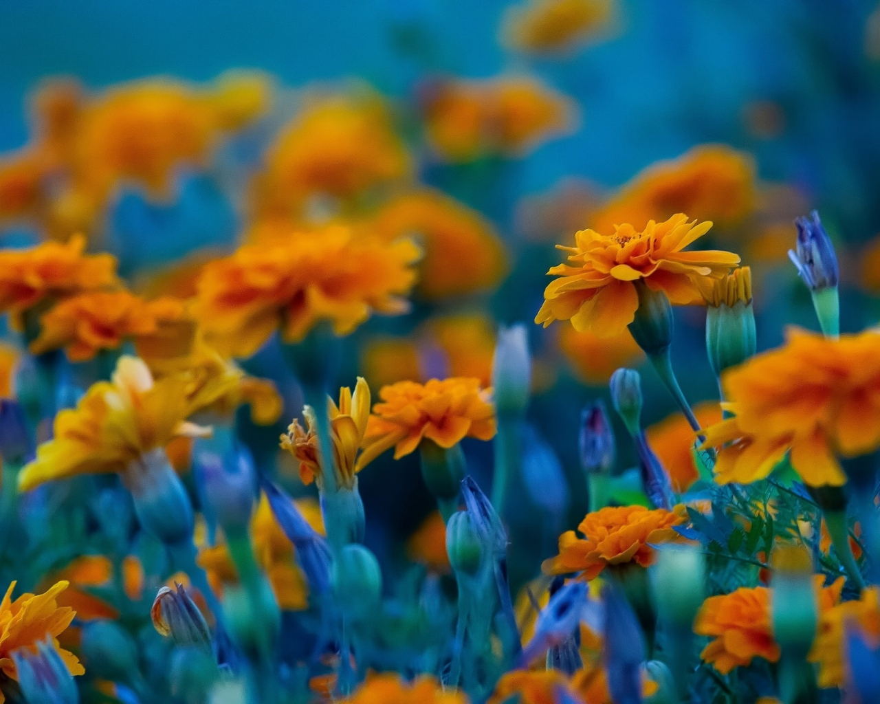 Spring 1280x1024 Wallpapers - Wallpaper Cave