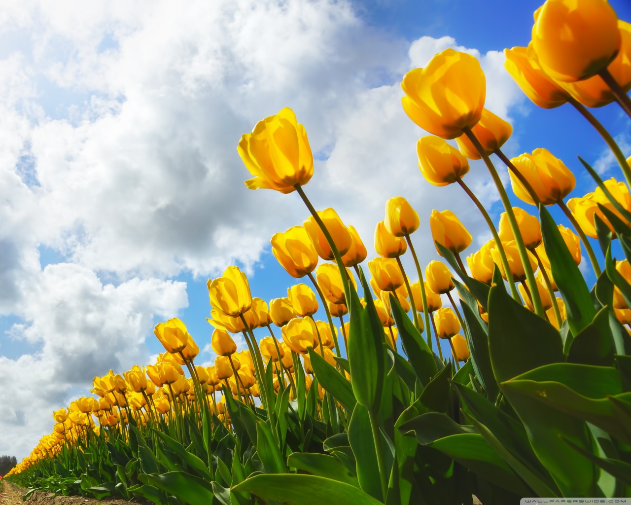 Spring 1280x1024 Wallpapers - Wallpaper Cave