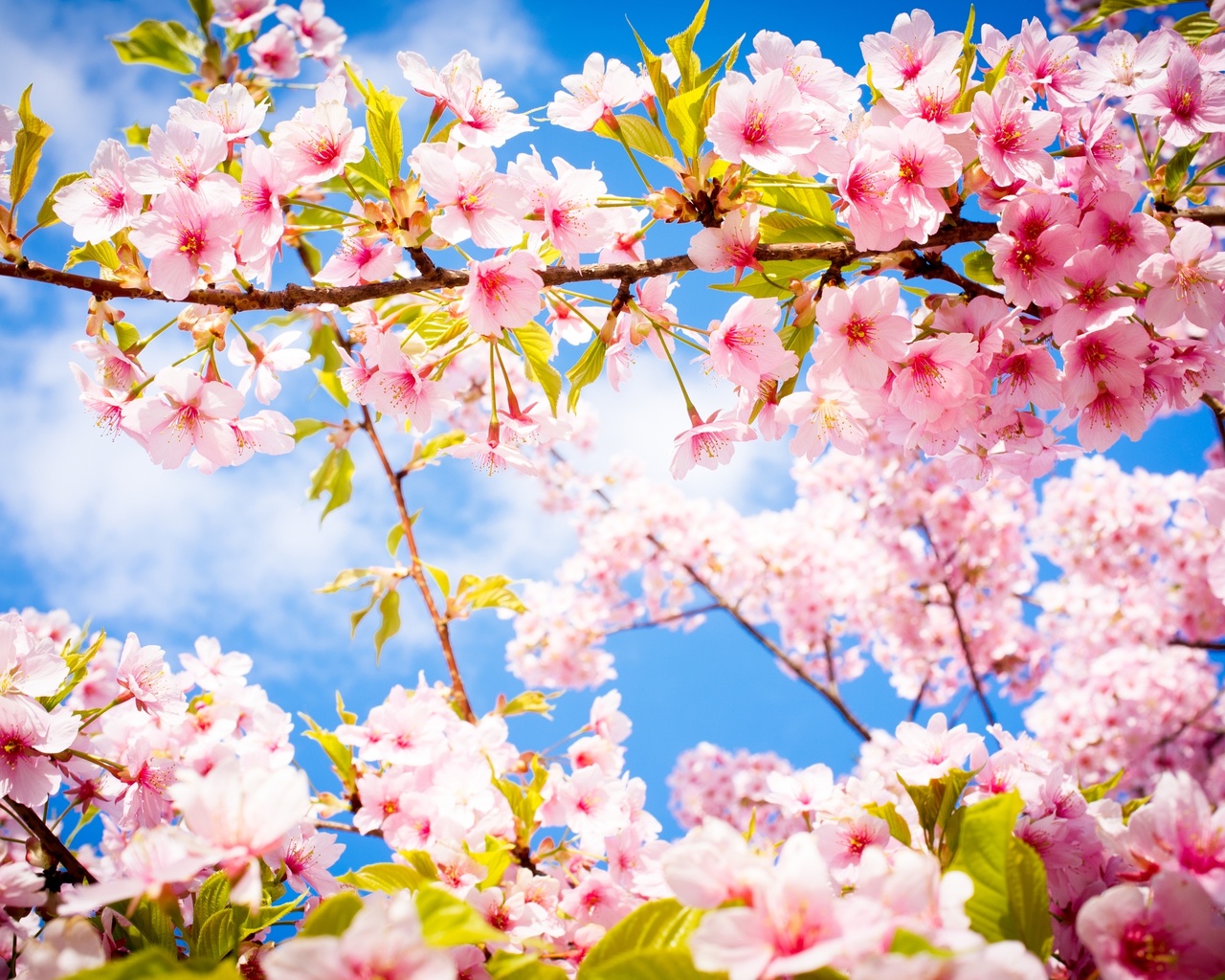 Spring 1280x1024 Wallpapers - Wallpaper Cave