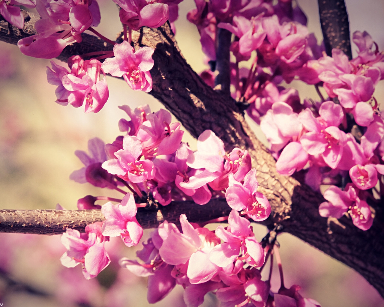 Spring 1280x1024 Wallpapers - Wallpaper Cave