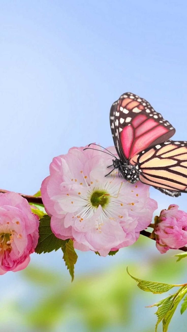 Springtime Butterfly Wallpapers - Wallpaper Cave