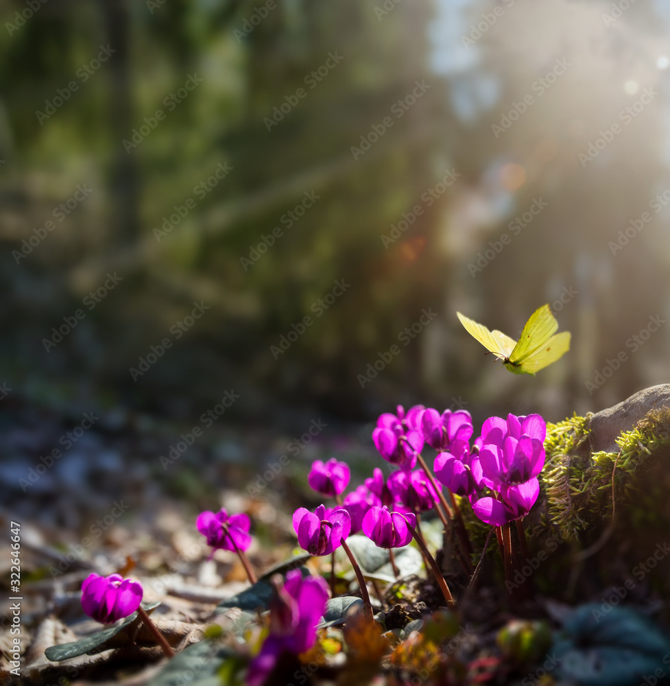 Springtime Butterfly Wallpapers - Wallpaper Cave