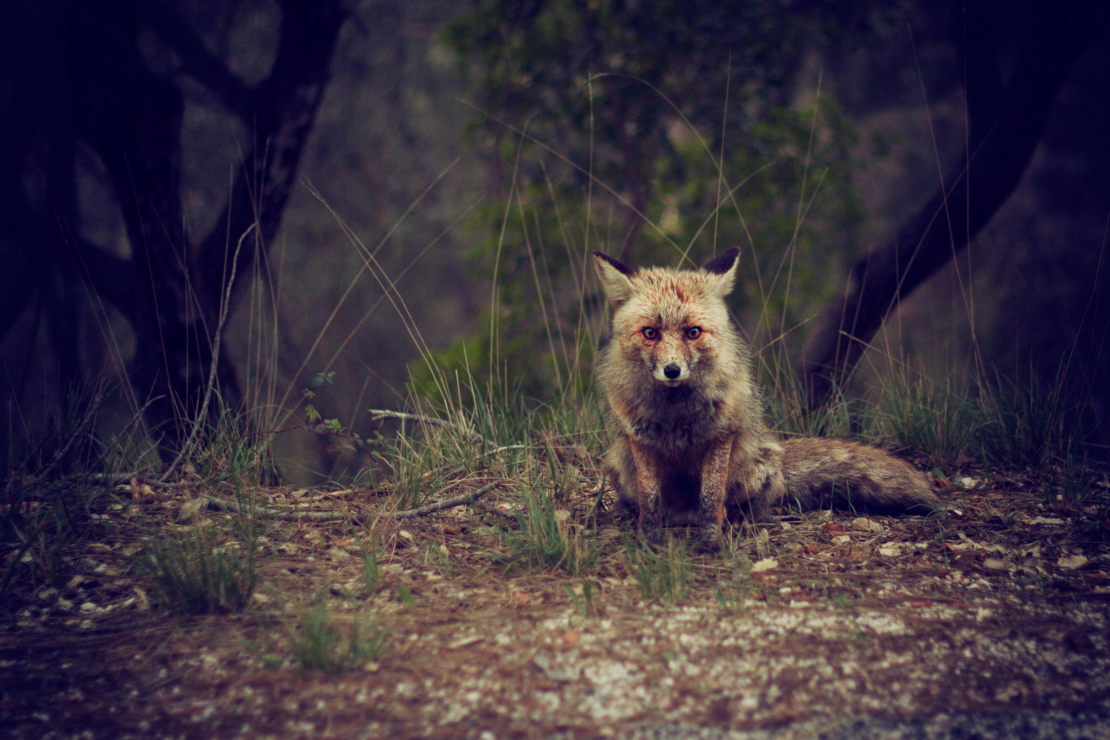 Forest Foxes Wallpapers - Wallpaper Cave