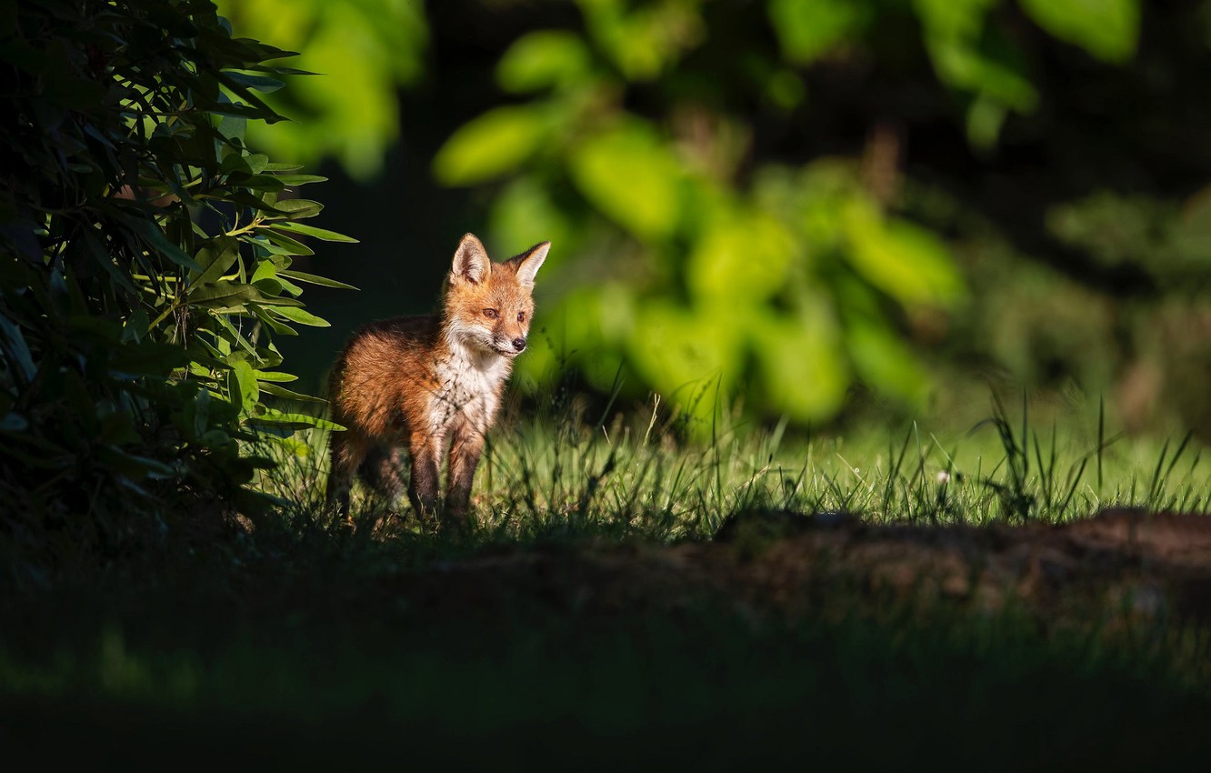Forest Foxes Wallpapers - Wallpaper Cave