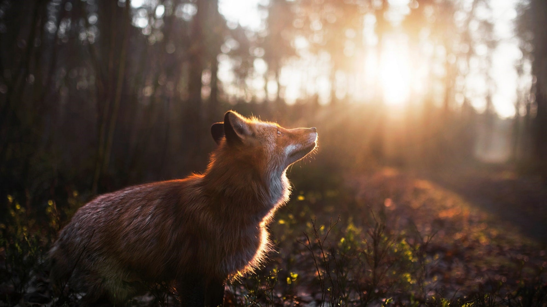 Forest Foxes Wallpapers - Wallpaper Cave