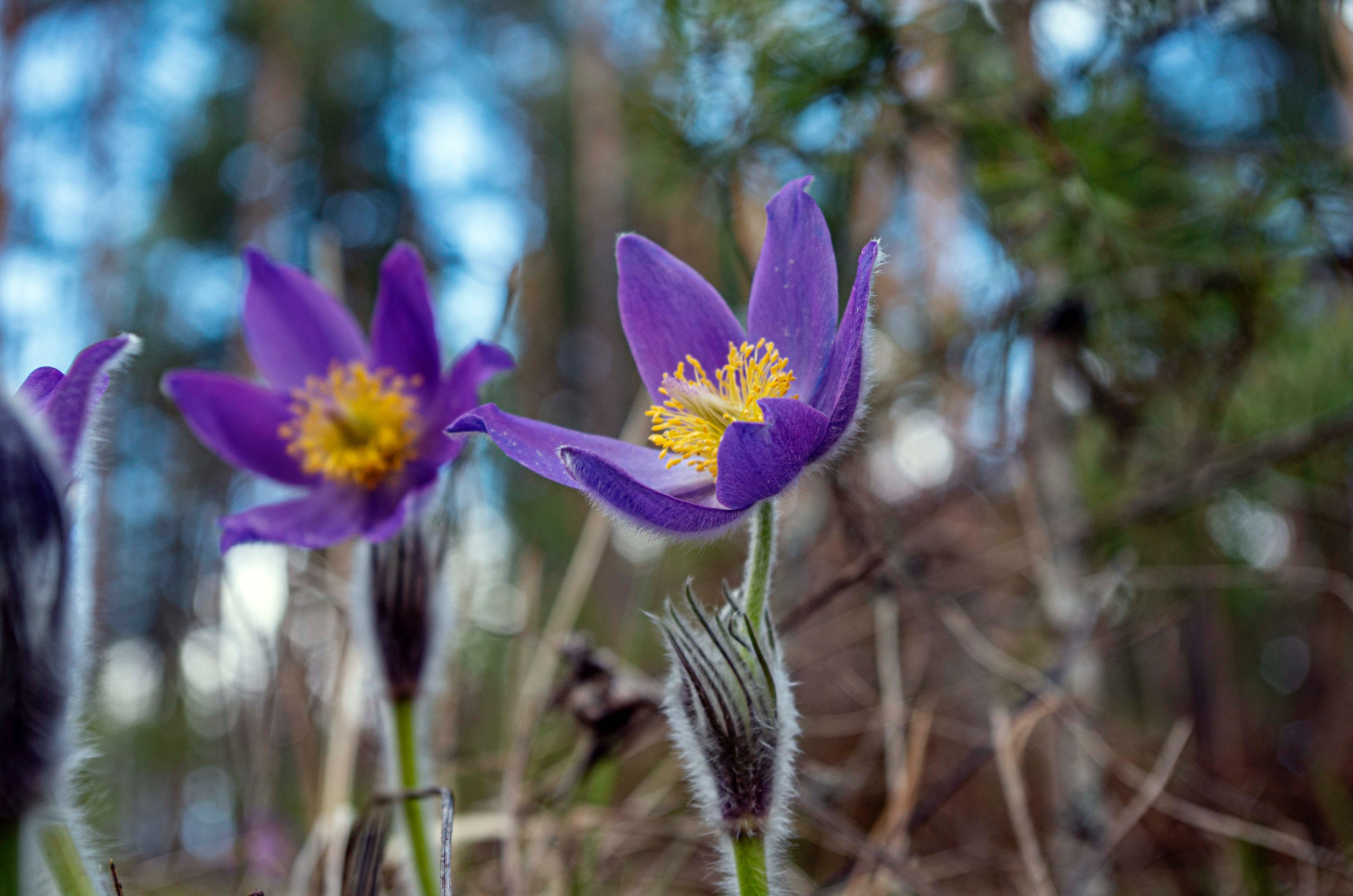 Pasque Flowers Wallpapers - Wallpaper Cave