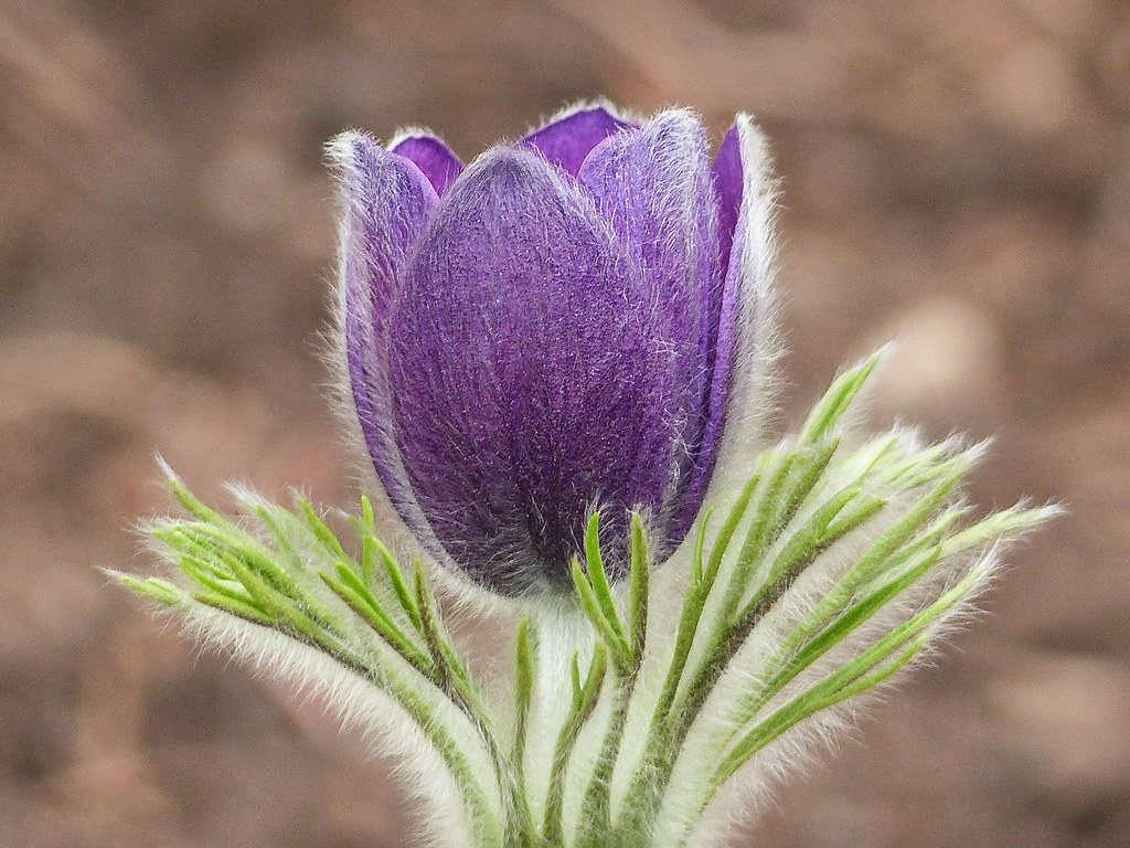 Pasque Flowers Wallpapers - Wallpaper Cave