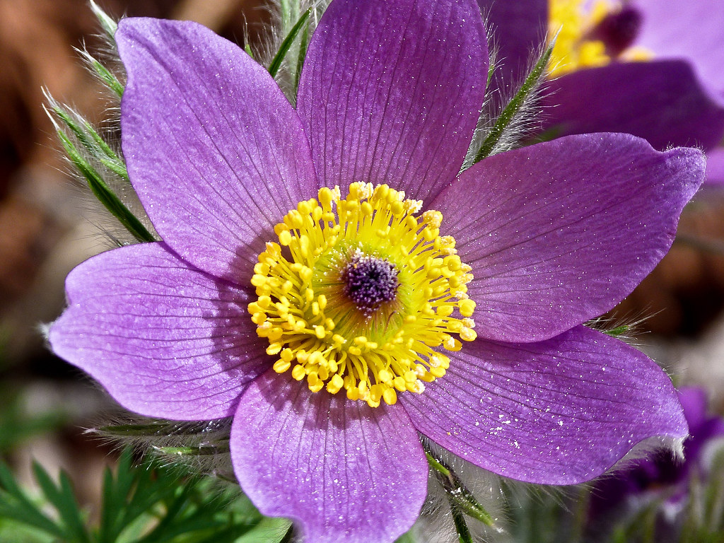 Pasque Flowers Wallpapers - Wallpaper Cave