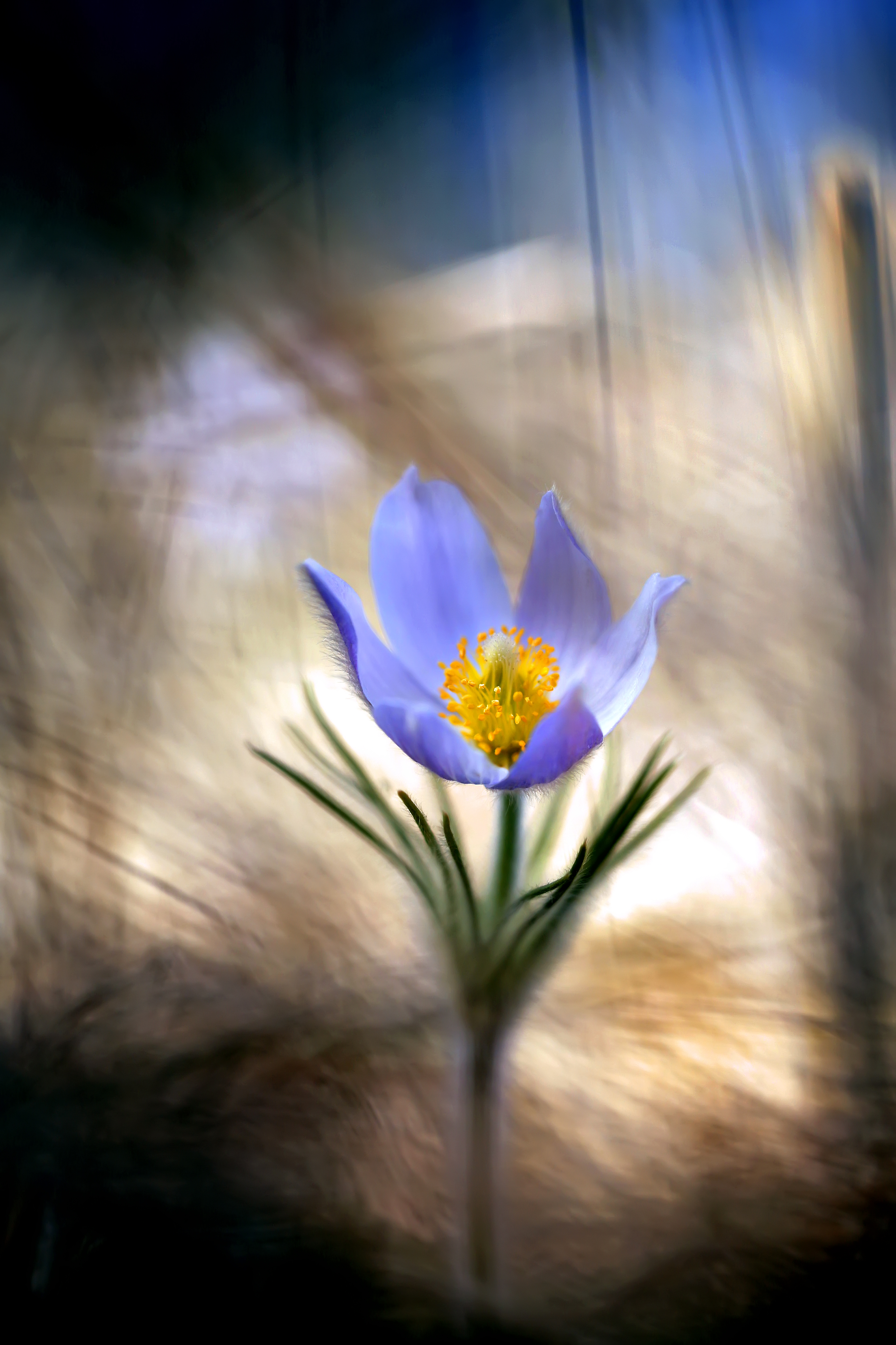 Pasque Flowers Wallpapers - Wallpaper Cave