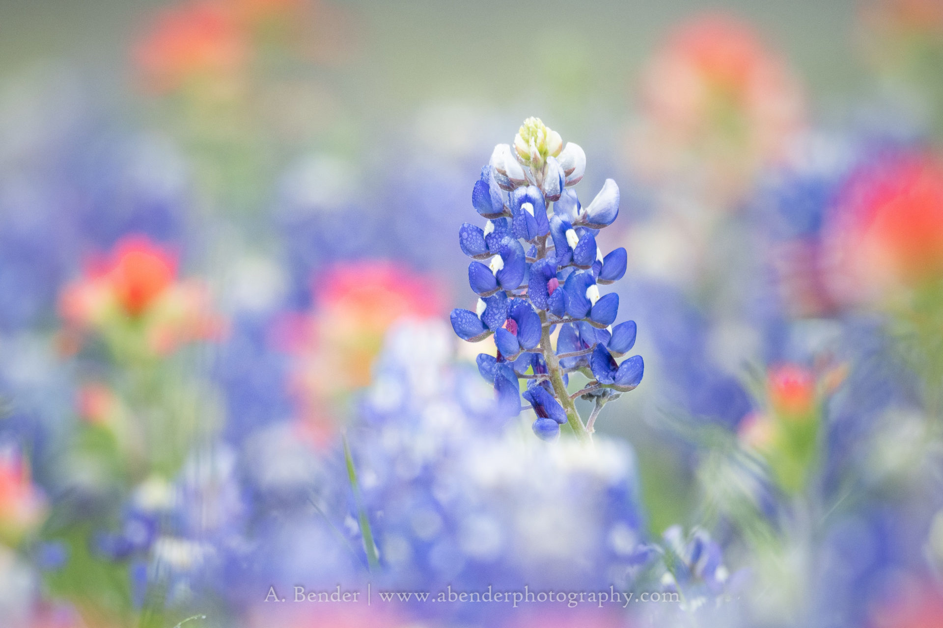 2023 Spring Wallpapers - Wallpaper Cave