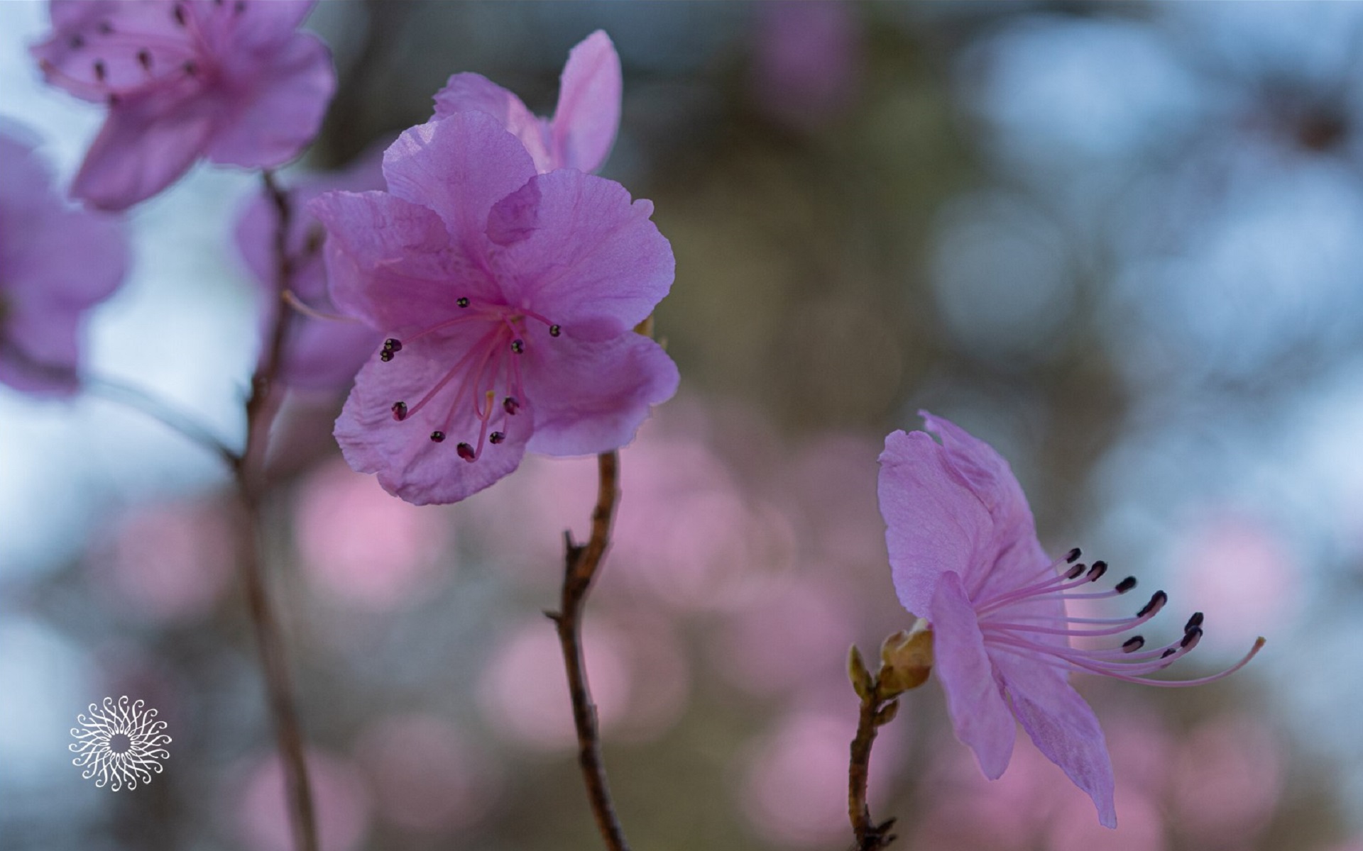 2023 Spring Wallpapers - Wallpaper Cave