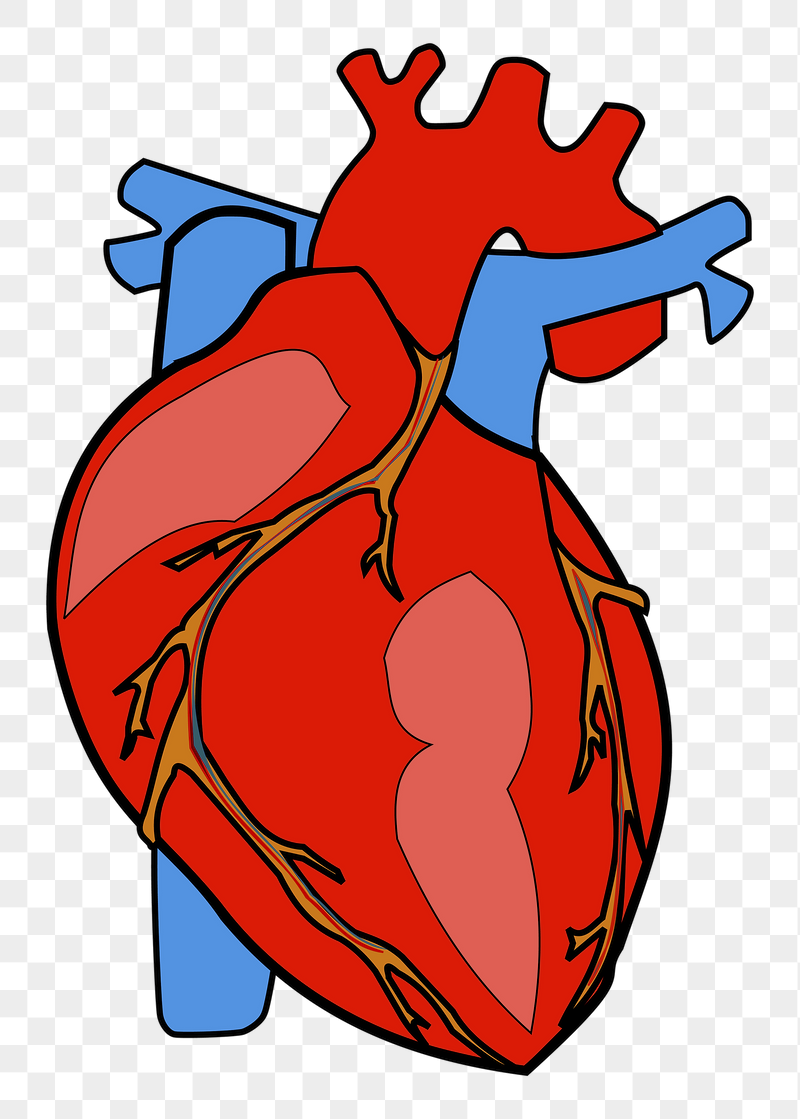 Cardiology Heart Aesthetics Wallpapers - Wallpaper Cave