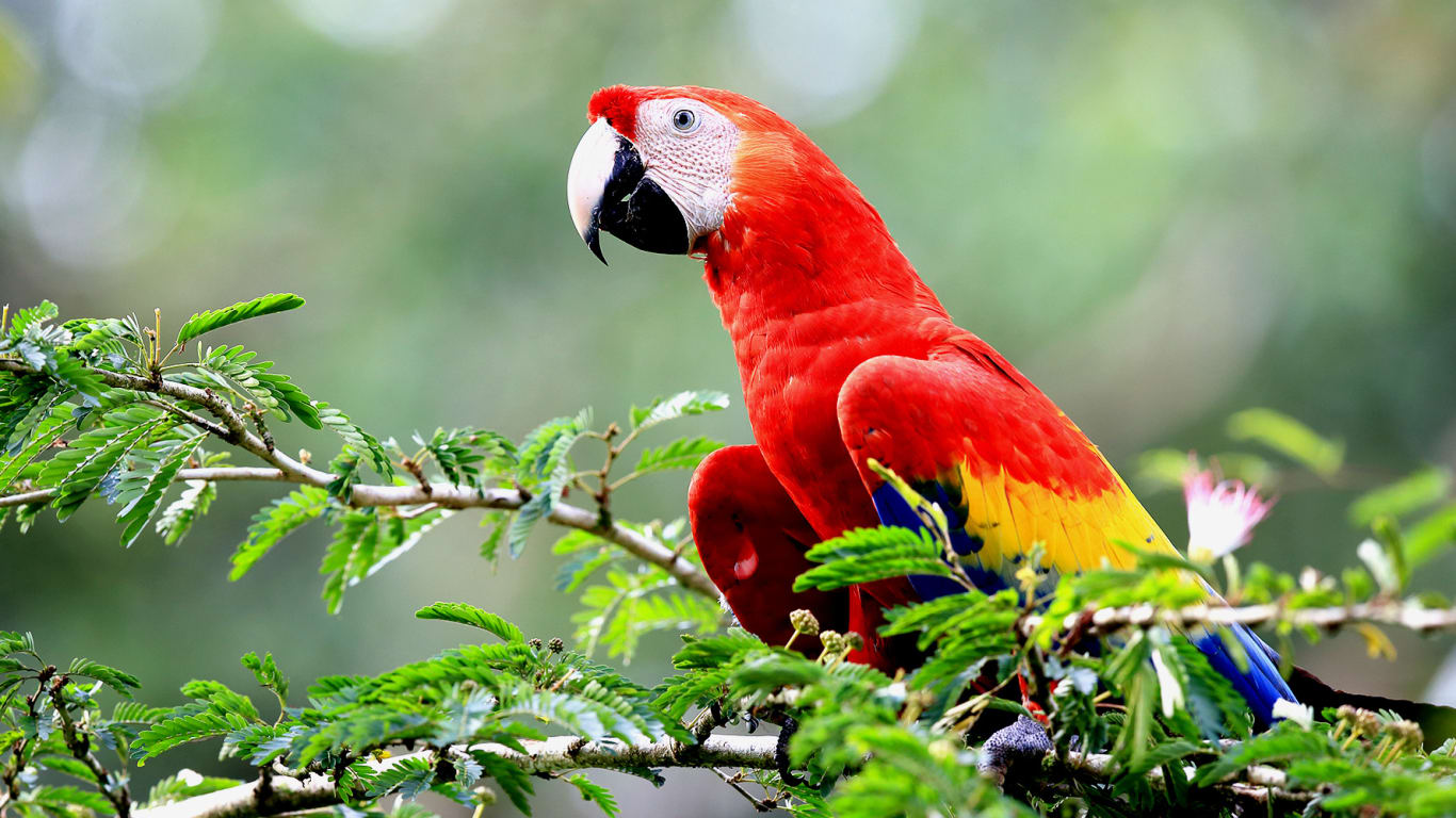 Amazon Animals Wallpapers - Wallpaper Cave