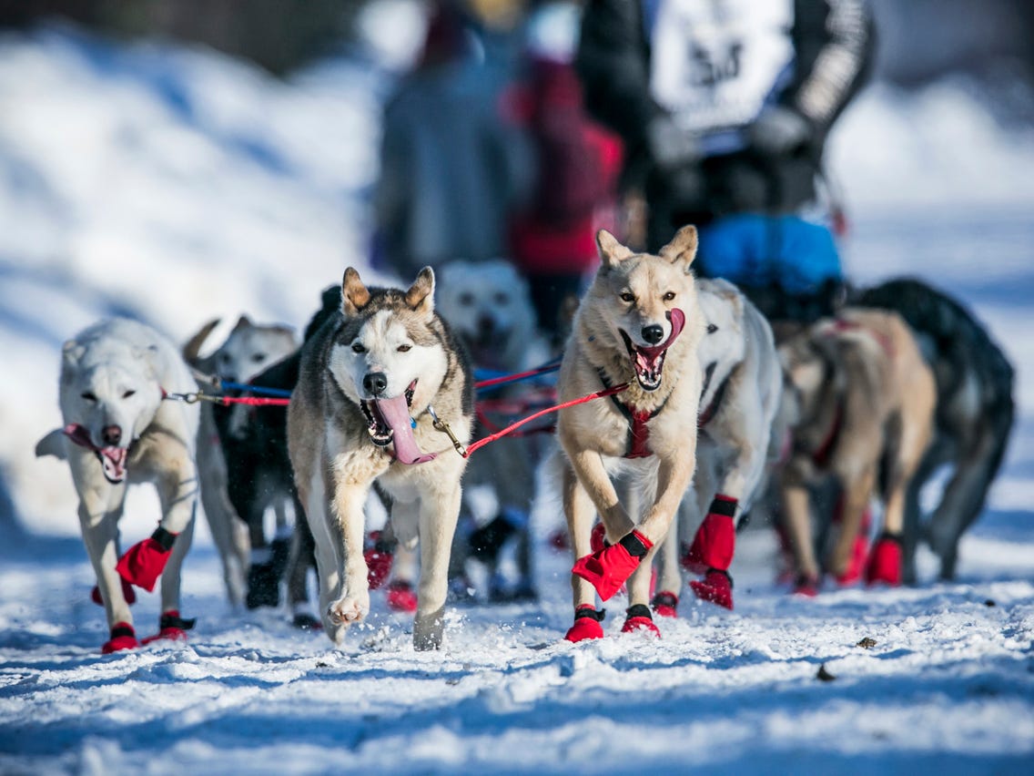 Iditarod Wallpapers - Wallpaper Cave