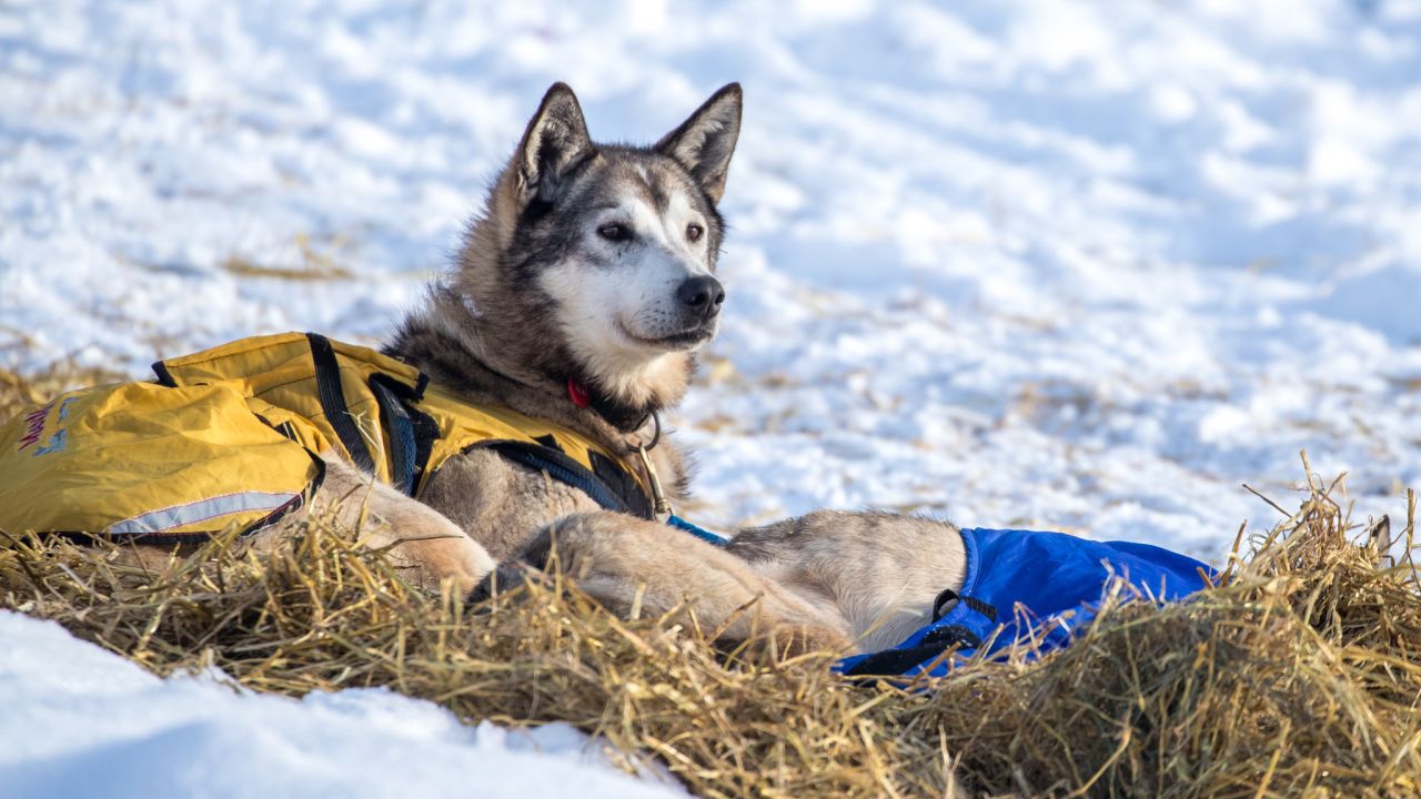 Iditarod Wallpapers - Wallpaper Cave