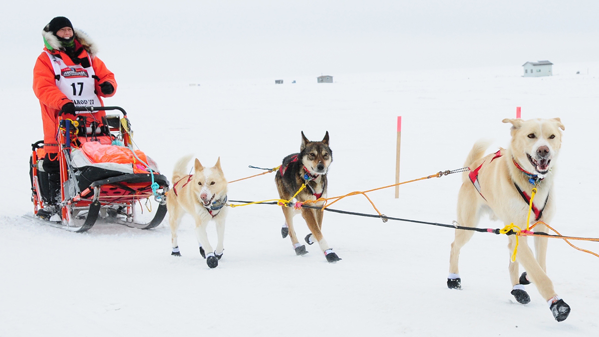 Iditarod Wallpapers - Wallpaper Cave