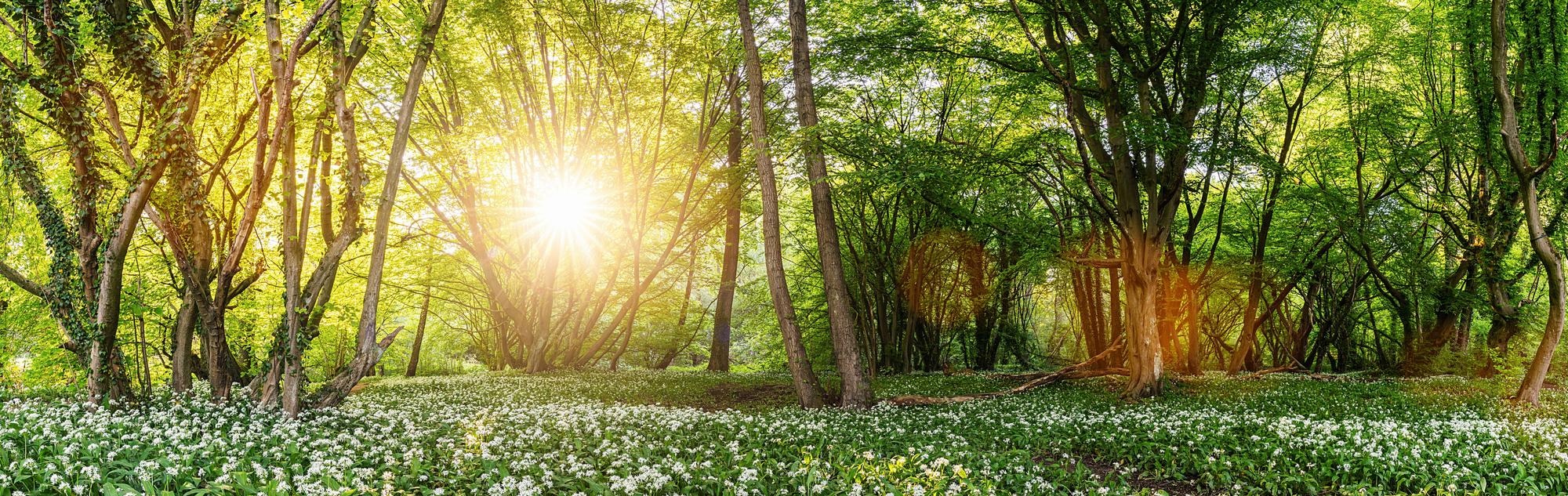Panoramic Spring Forest Wallpapers - Wallpaper Cave