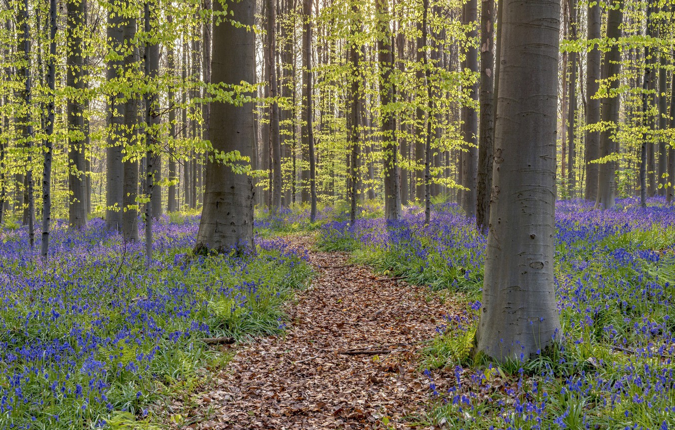 Panoramic Spring Forest Wallpapers - Wallpaper Cave