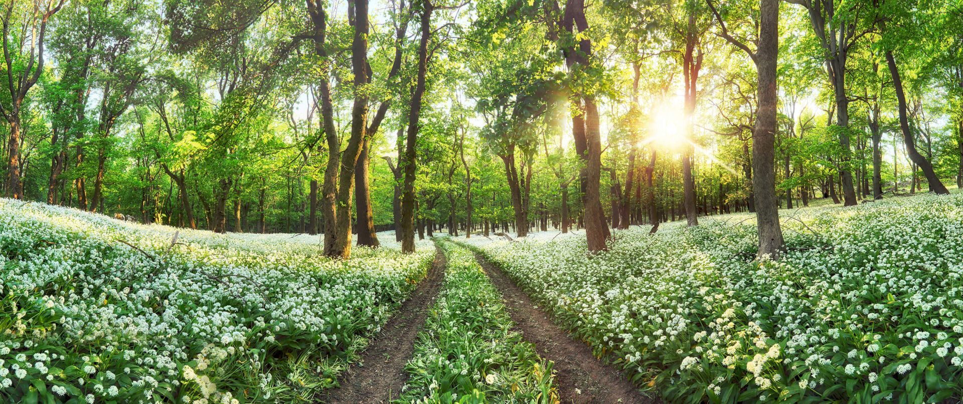 Panoramic Spring Forest Wallpapers - Wallpaper Cave