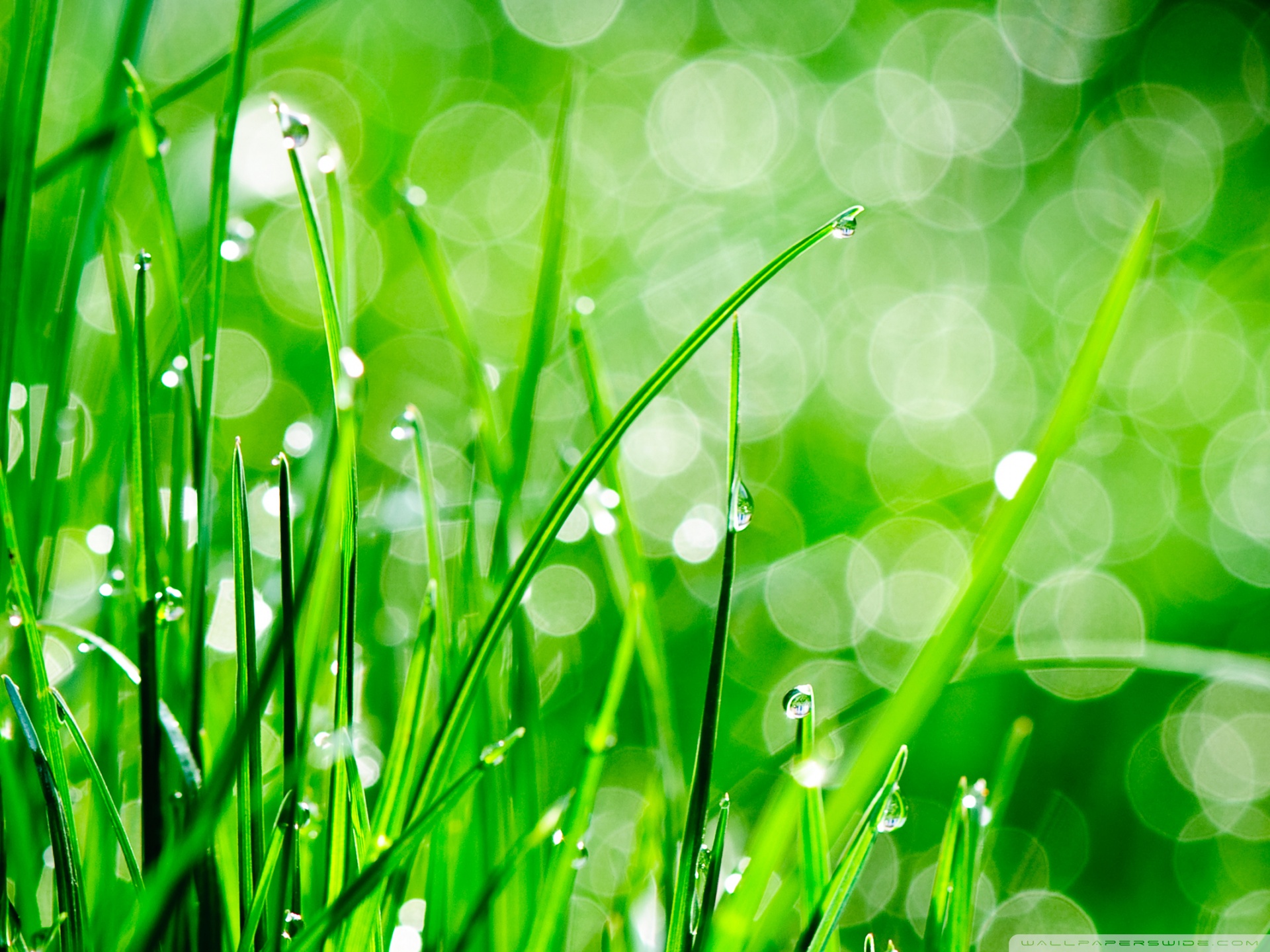 Touch Grass Wallpapers - Wallpaper Cave