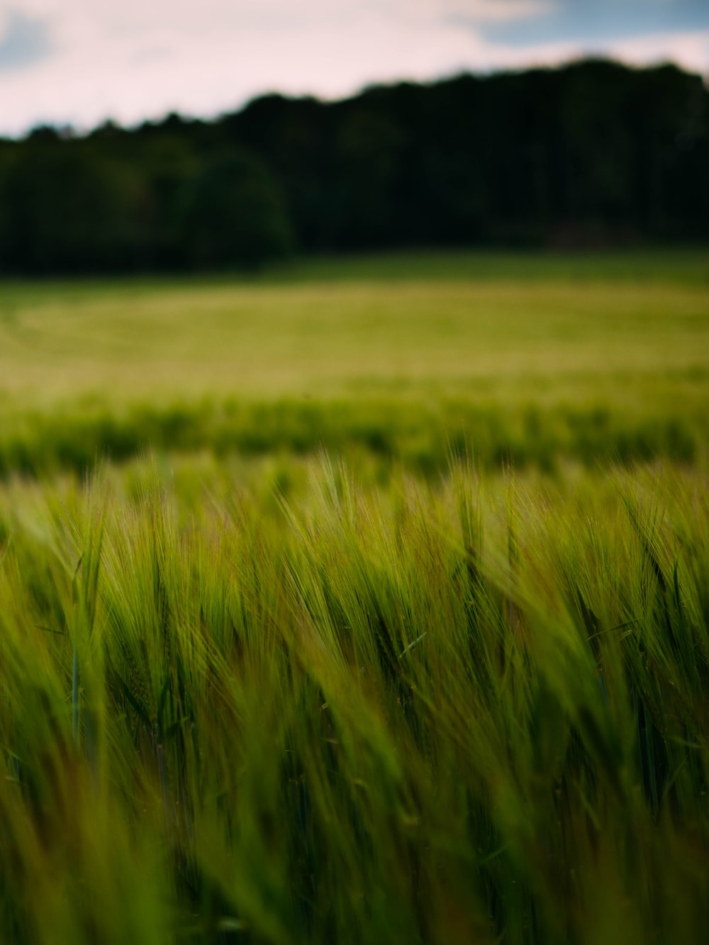 Touch Grass Wallpapers - Wallpaper Cave